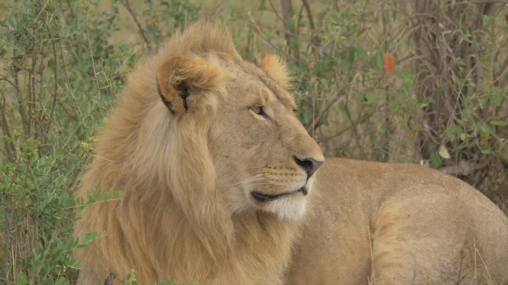 Terms and Conditions of Use - Top 10 Animals