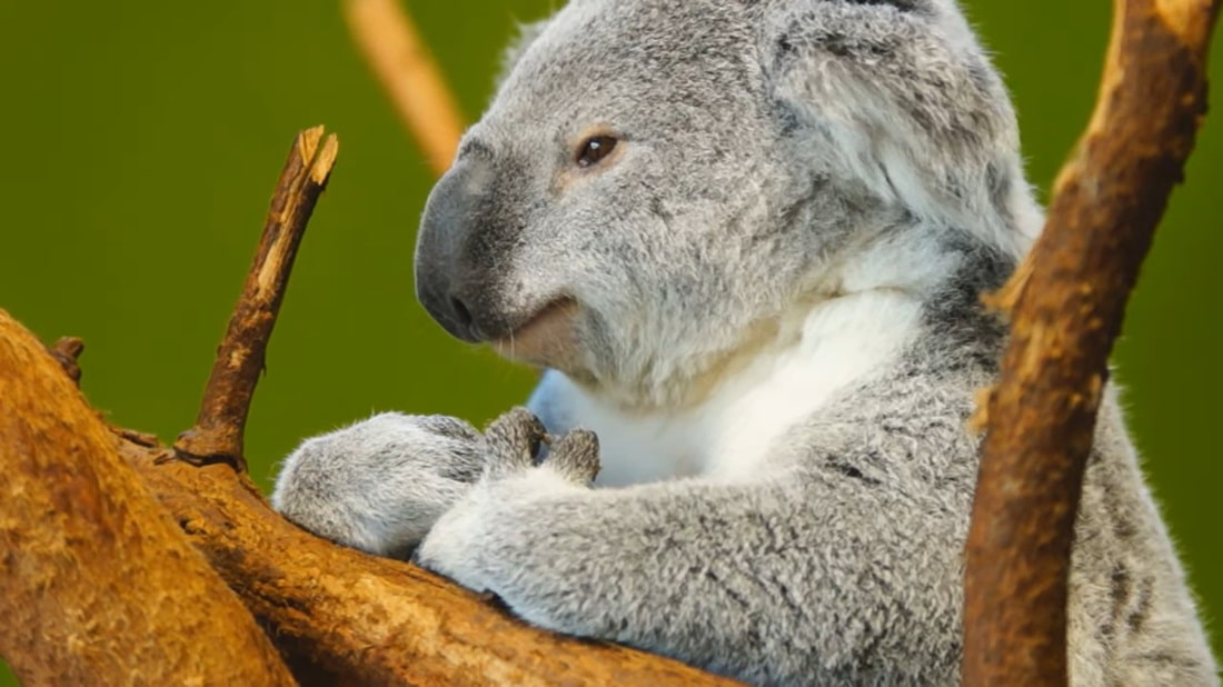 Interesting Facts about Koala | Koala Fun Facts - Top 10 Animals