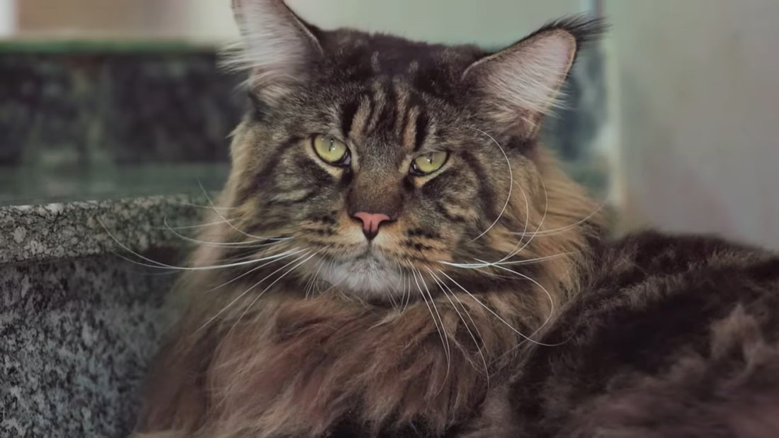 Longest Domestic Cat: A Record-Breaking Feline Friend - Top 10 Animals