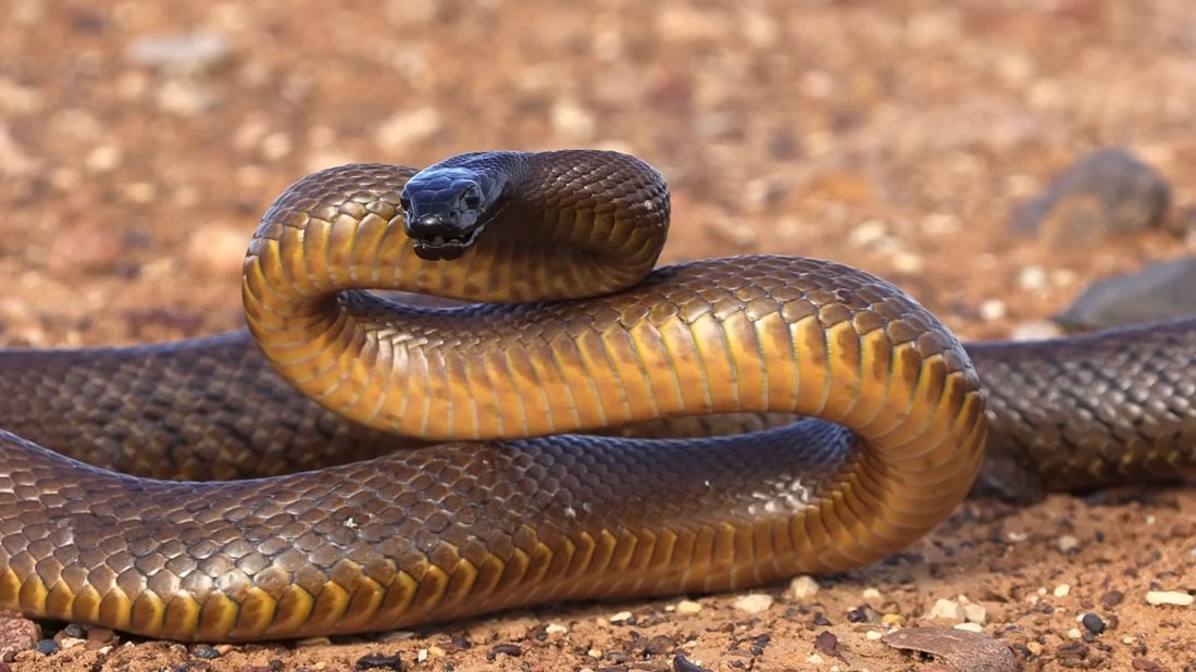 Most Venomous Animals in the World: Ranking the Risk - Top 10 Animals
