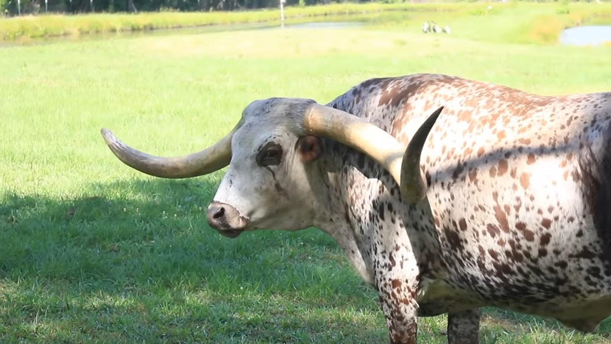 Animal With the Largest Horns: Meet Poncho - Top 10 Animals