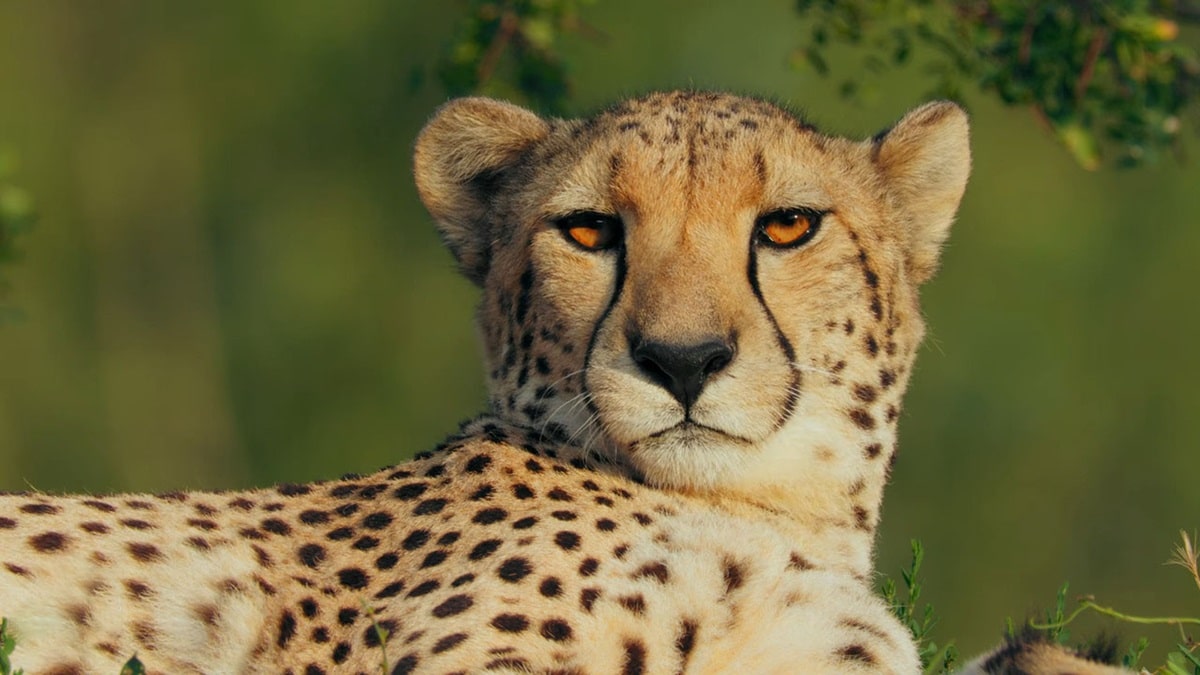10 Facts About Cheetahs: Get to Know This Amazing Cat - Top 10 Animals