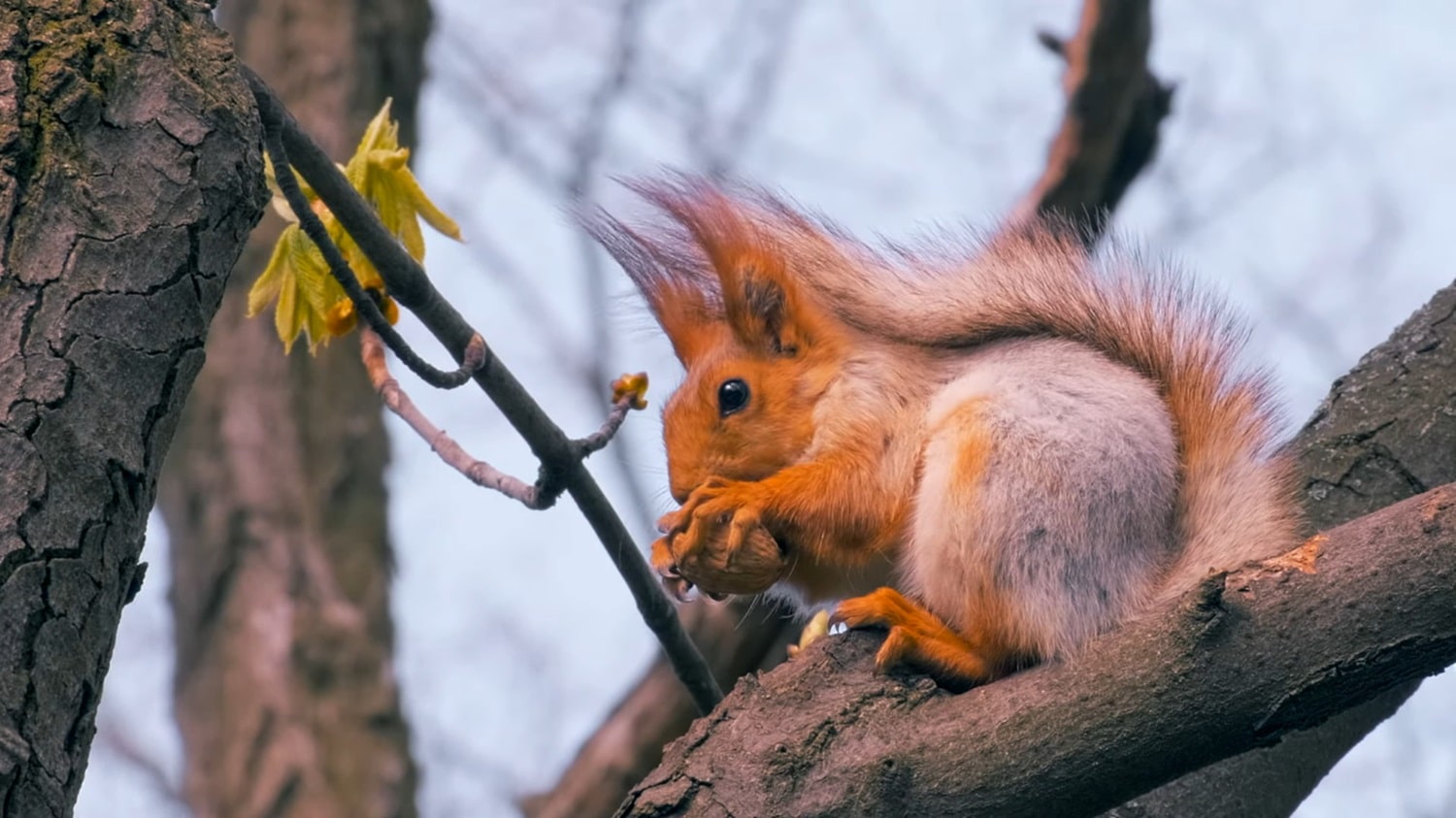 Animals That Live in Trees: Top 10 Ultimate Arboreal List - Top 10 Animals