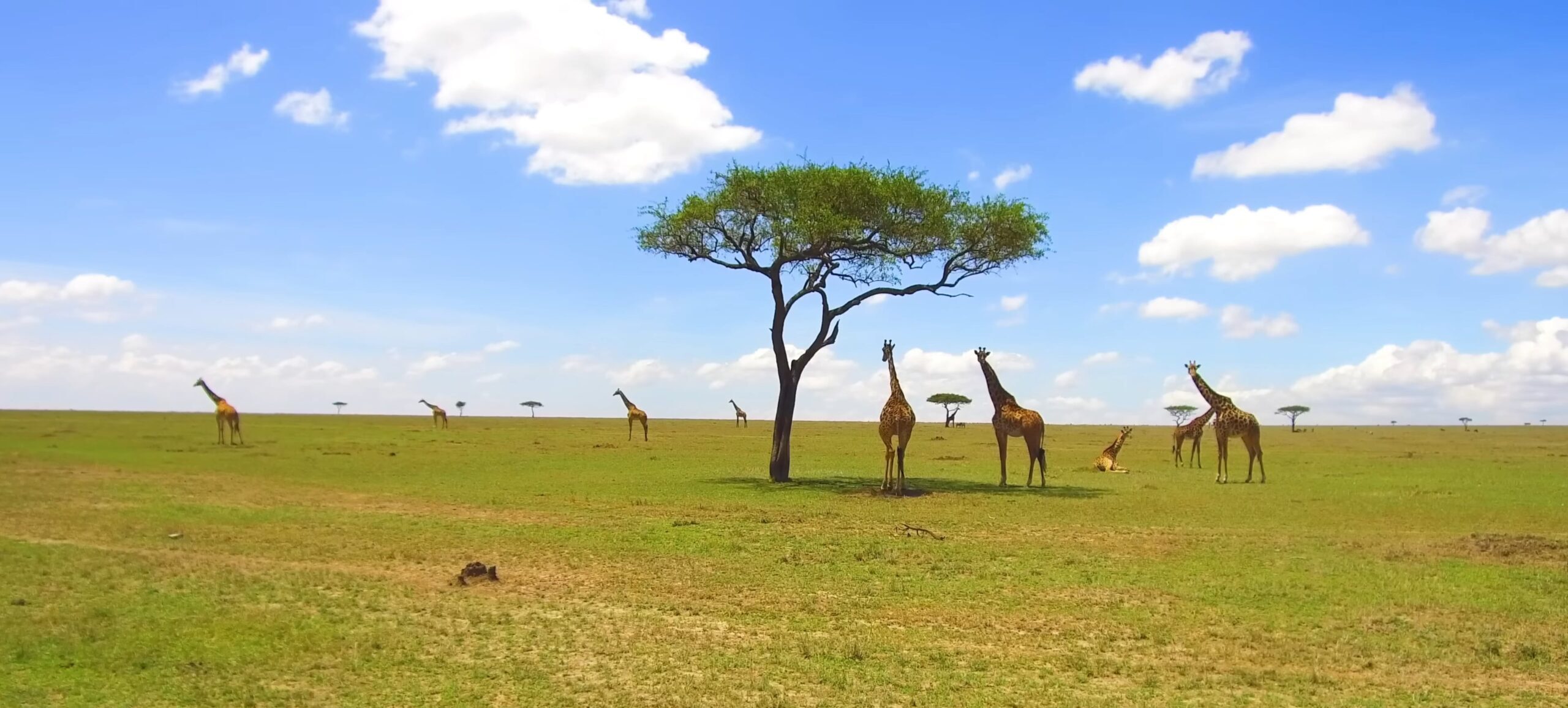 Top 10 animals FAQs - Top 10 Animals