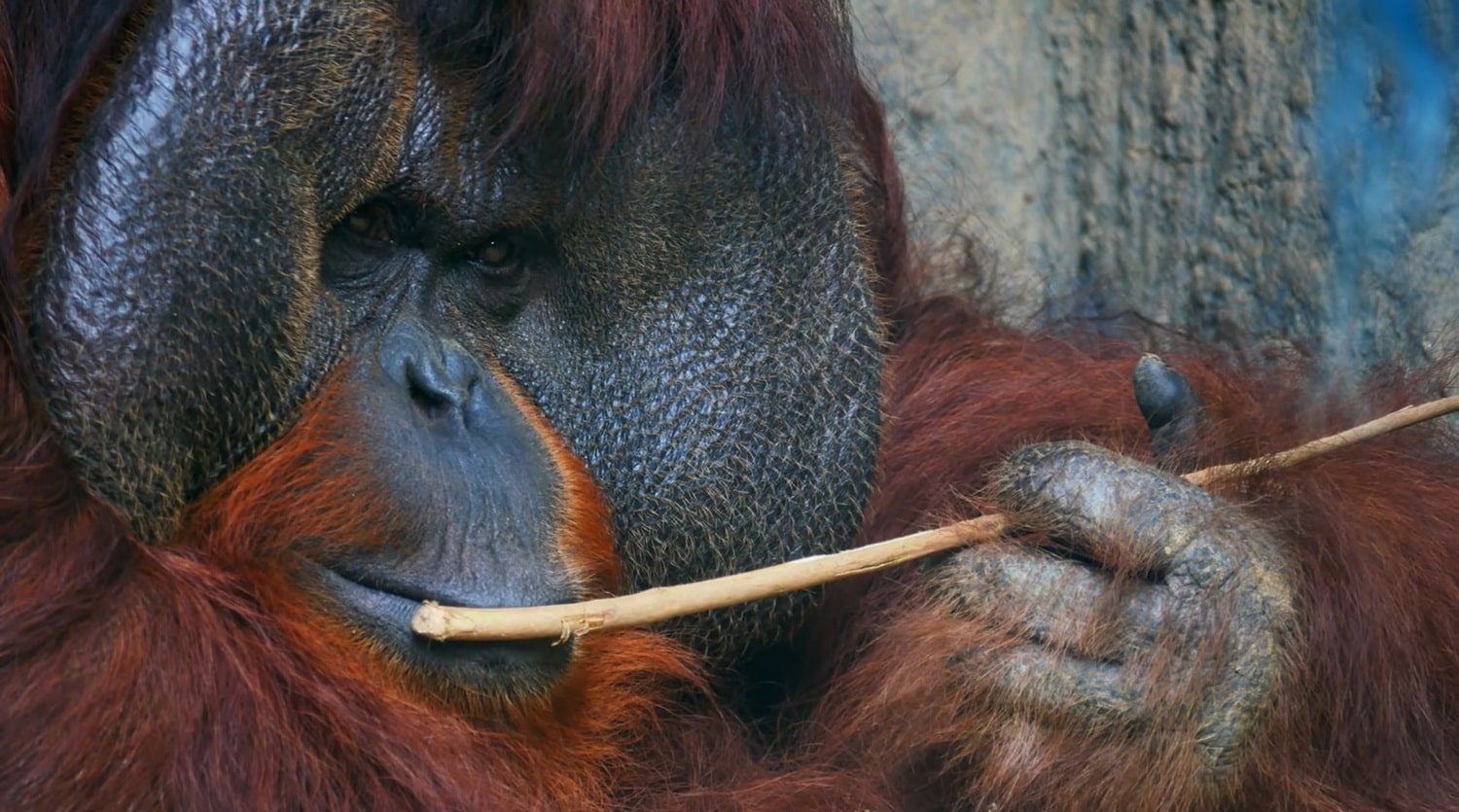 Interesting Facts About Orangutans: Mind-Blowing Revelations - Top 10 ...