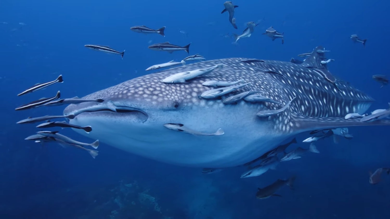 Meet the Largest Fish in the World – Awe-Inspiring Giant - Top 10 Animals